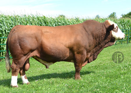 PROVEEDORA DE GENETICA E INSUMOS GANADEROS: DOSIS DE SEMEN SIMMENTAL ...