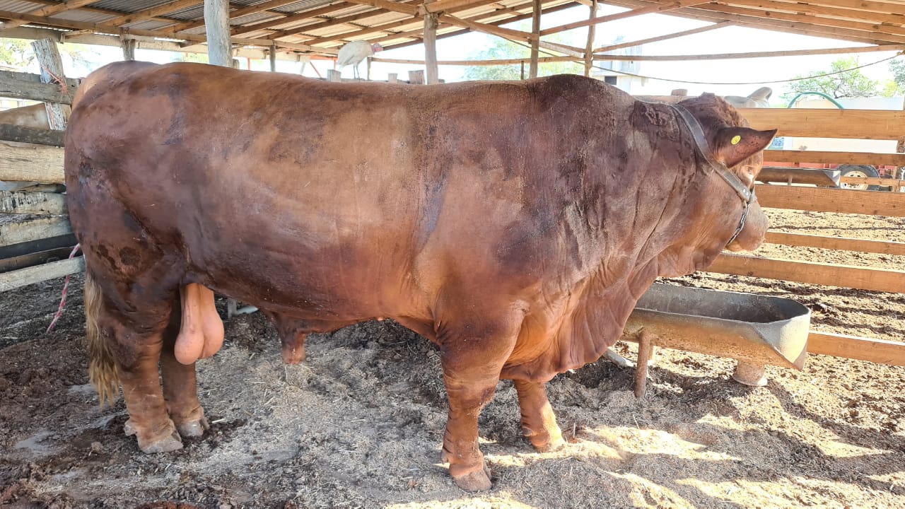 PROVEEDORA DE GENETICA E INSUMOS GANADEROS: DOSIS DE SEMEN ER FILIPINO BABY 177AG3 BRANGUS ROJO