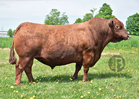 PROVEEDORA DE GENETICA E INSUMOS GANADEROS: DOSIS DE SEMEN ANGUS ROJO ...