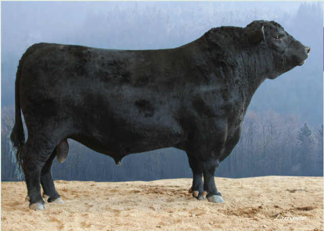 PROVEEDORA DE GENETICA E INSUMOS GANADEROS: ANGUS NEGRO