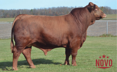 PROVEEDORA DE GENETICA E INSUMOS GANADEROS: DOSIS DE SEMEN SMX TORO ...